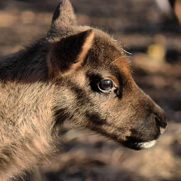 Reindeer Walks and Visits | Running Reindeer Ranch