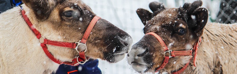 Reindeer Walks and Visits | Running Reindeer Ranch