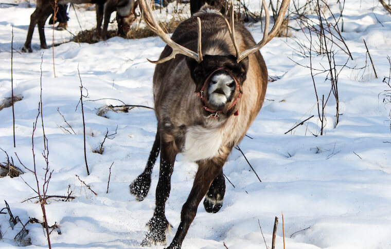 Reindeer Walks and Visits | Running Reindeer Ranch