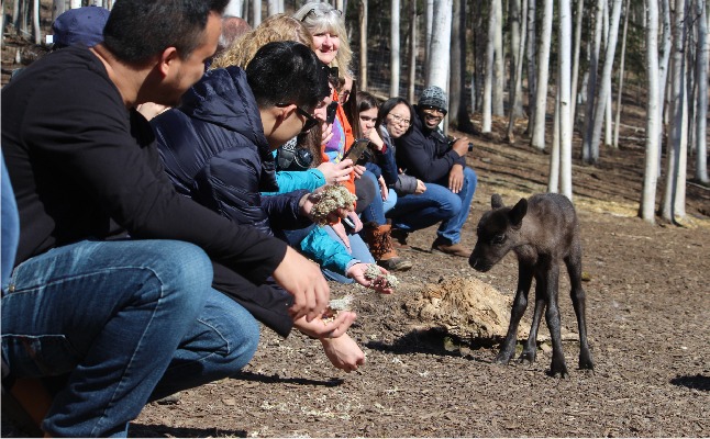 Running Reindeer Ranch | Take a Walk with Reindeer