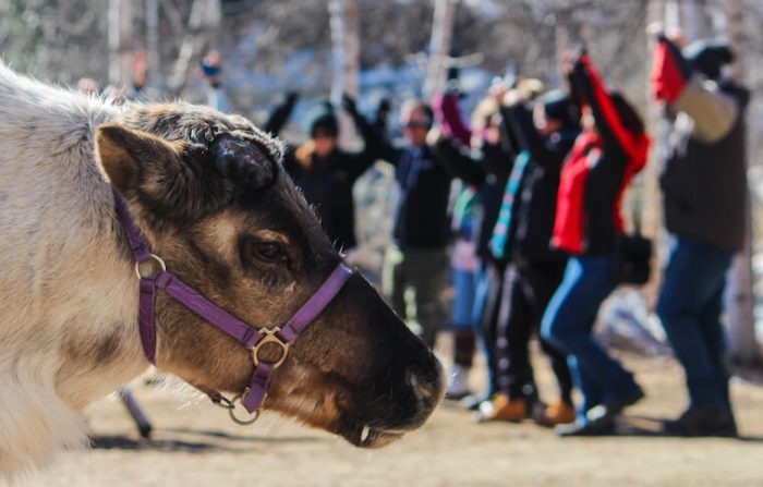 Reindeer Walks and Visits | Running Reindeer Ranch